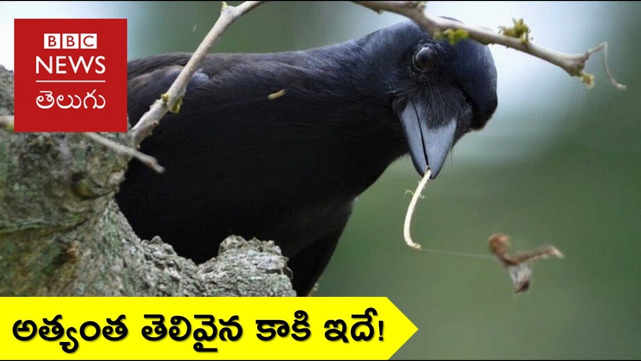 Crow vending machine skills 'redefine intelligence' : BBC News Telugu ...