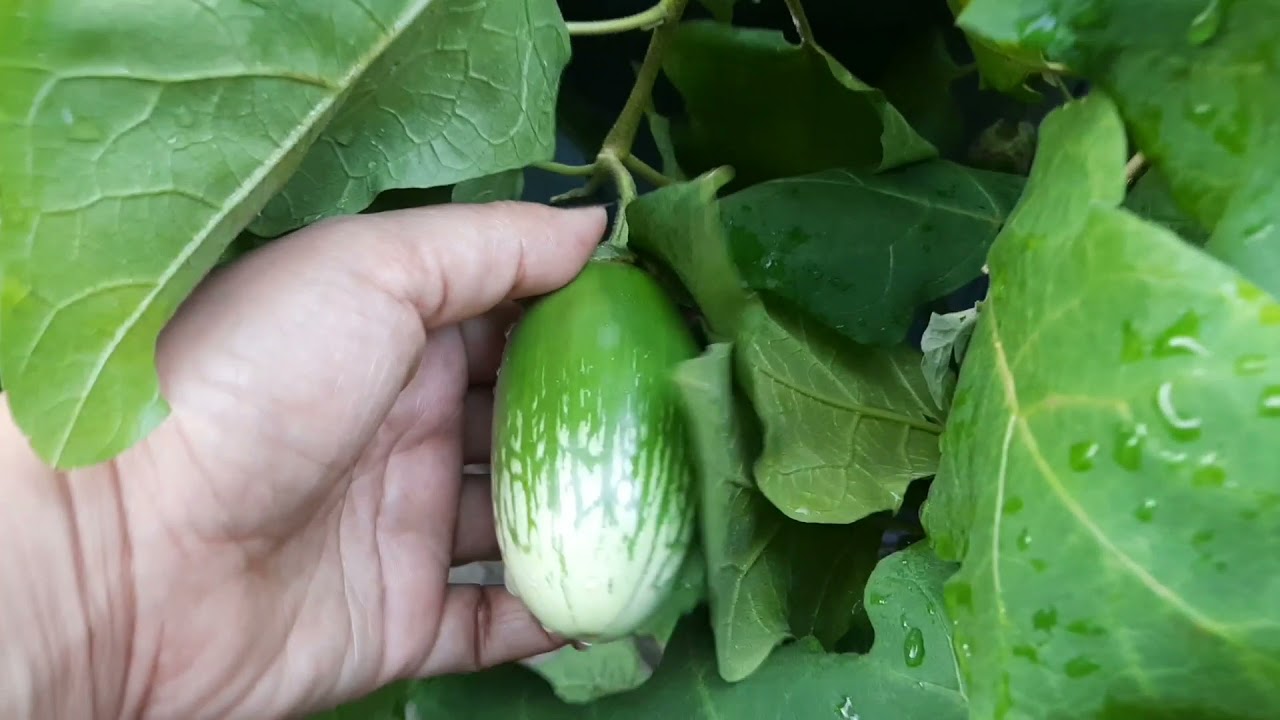 Ang talong kung green may maliit at malaki - YouTube