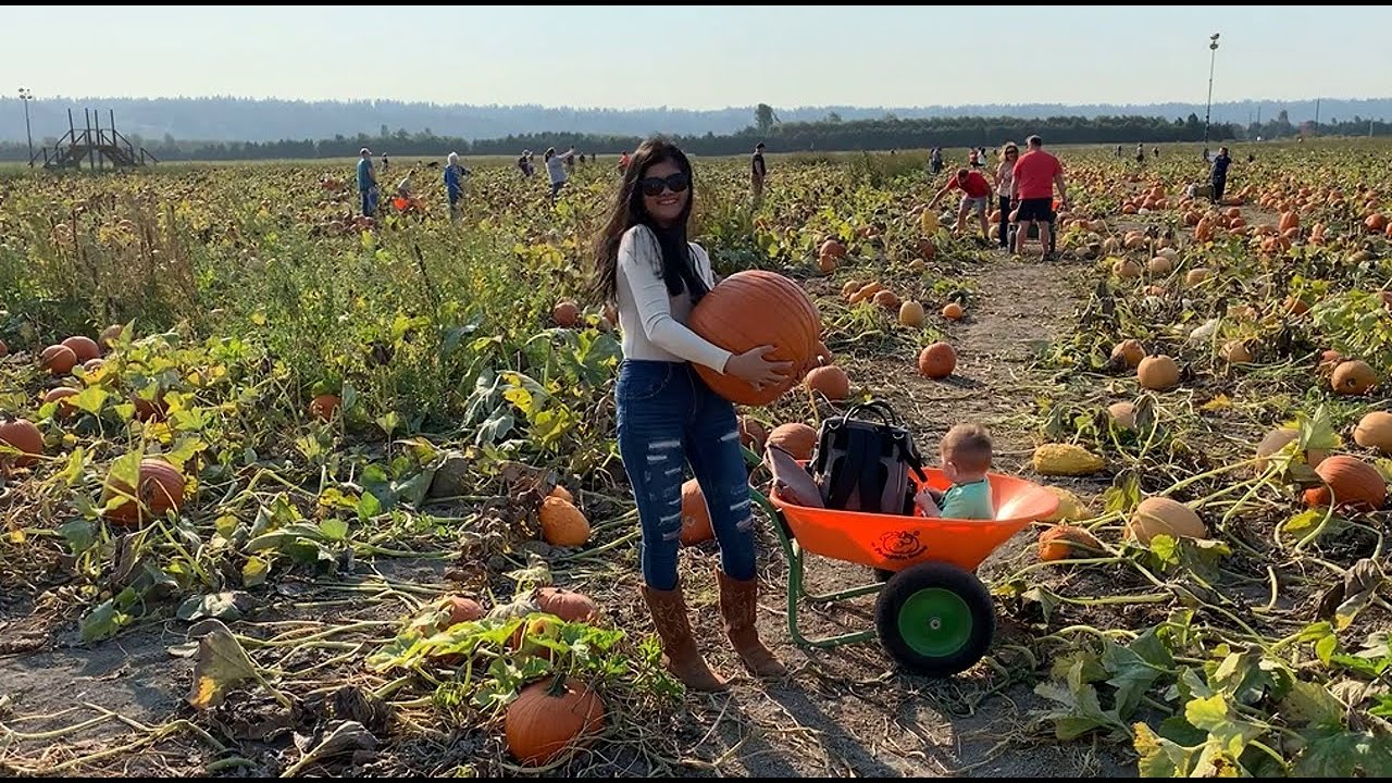 Pick up pumpkin for Halloween ទៅបេះល្ពៅសម្រាប់បុណ្យហាឡូវីន - YouTube