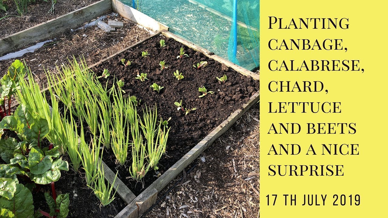 Planting cabbage, calabrese, chard, lettuce and beets and a nice ...