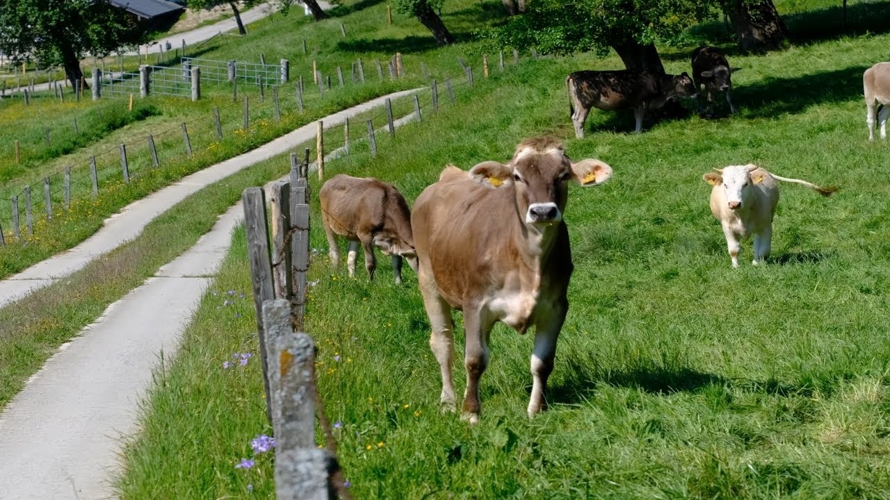 Village 6 Cow Mooing, Cow Sound, Cow Standing Near The House, Cow Want ...