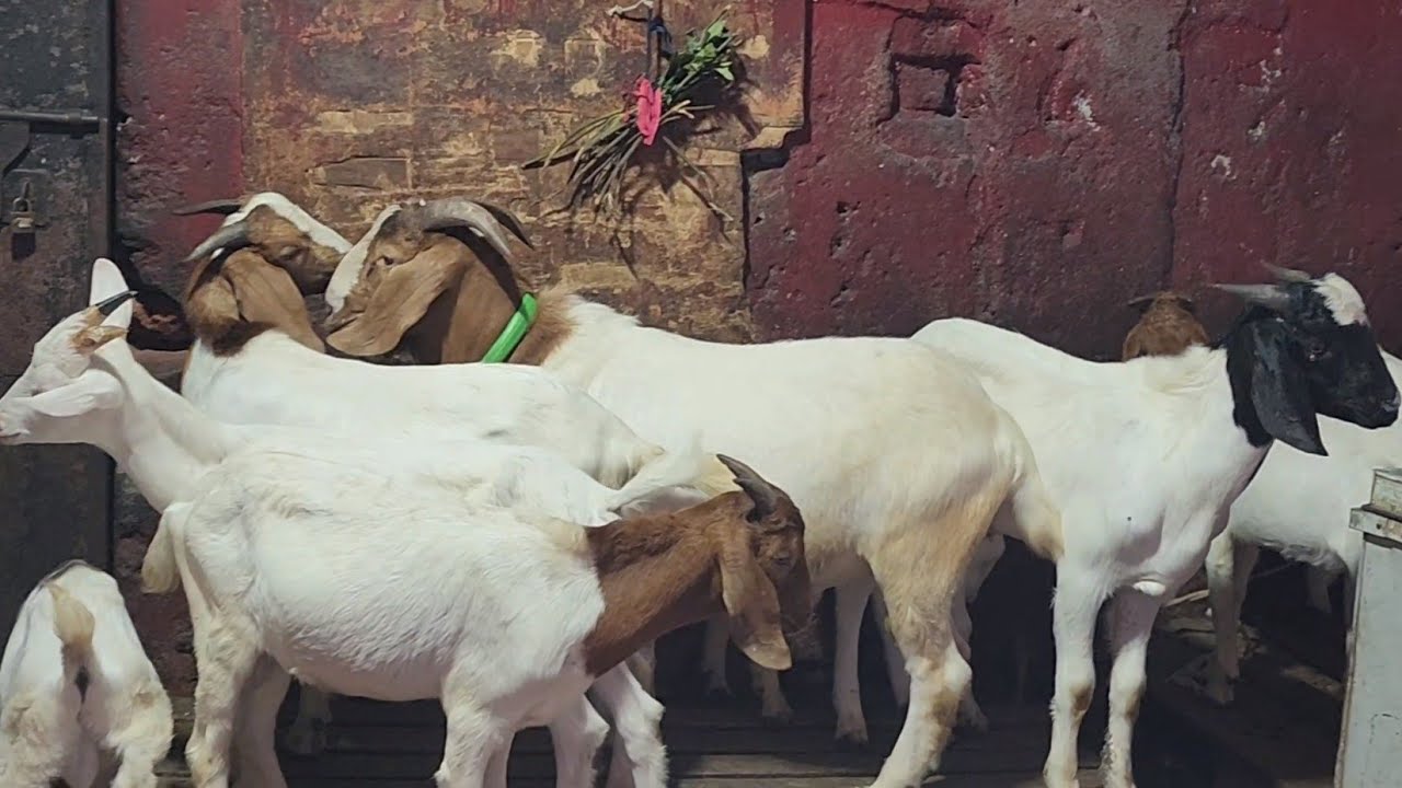 Boer Bade Bakro Ka Collection At GK Goat Farm Nagpada Mumbai | King Of ...