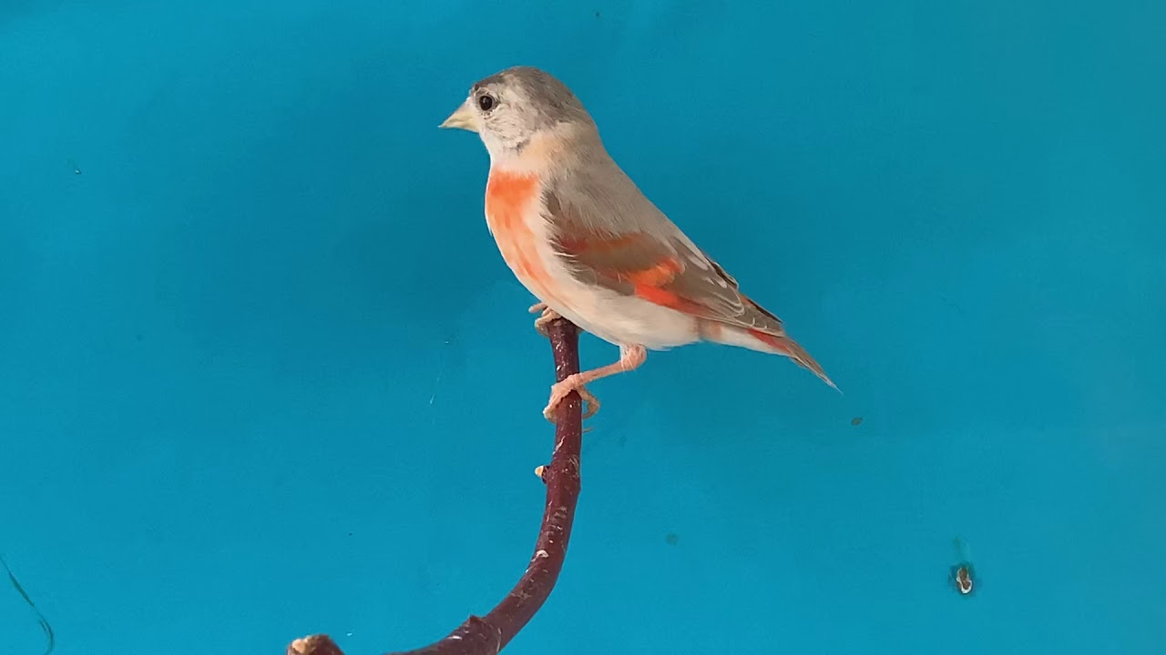 Tarin rouge femelle brun-pastel N14B18 - YouTube