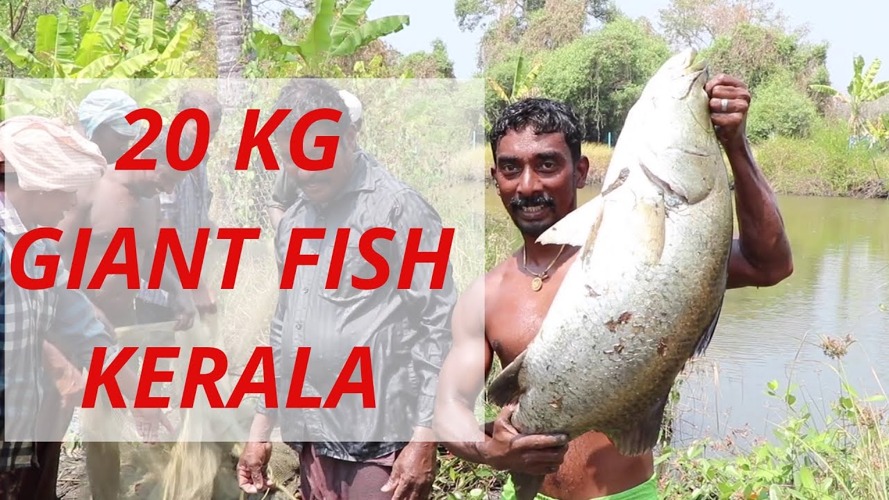 Amazing fish harvesting in kerala | kalanji tilapia fish farming - YouTube
