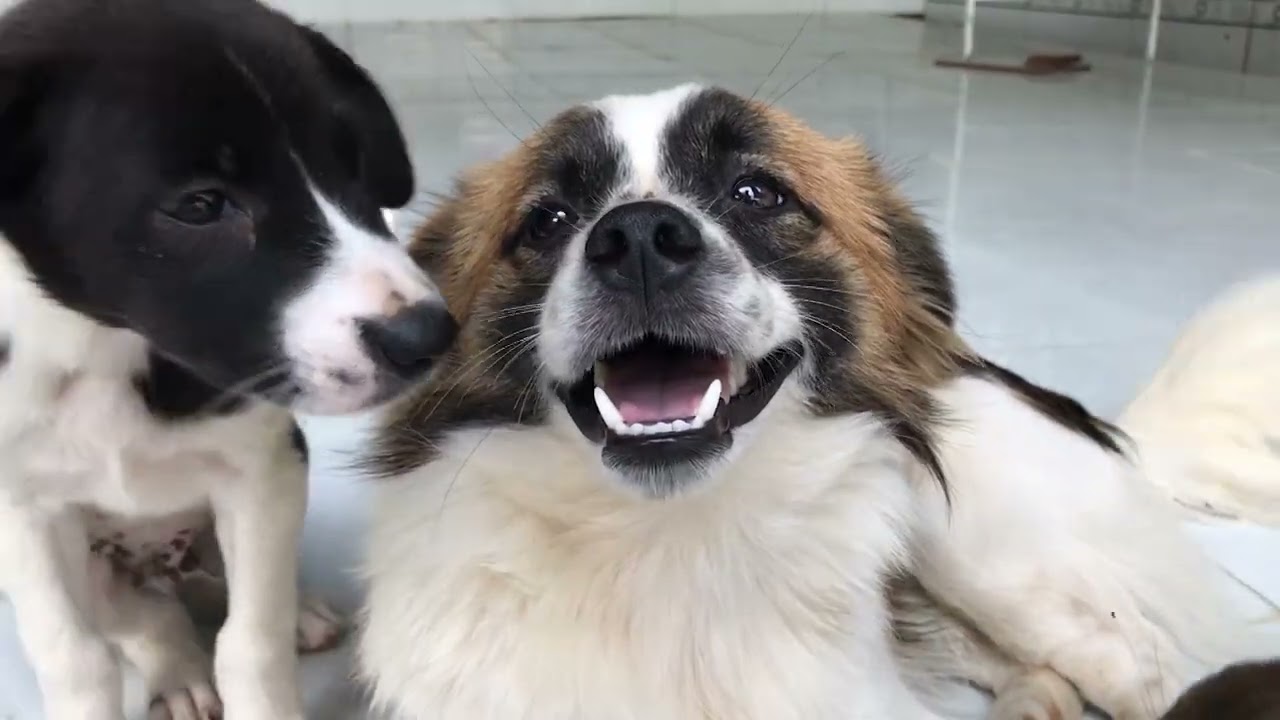 The puppies have fun with friendly friends - YouTube