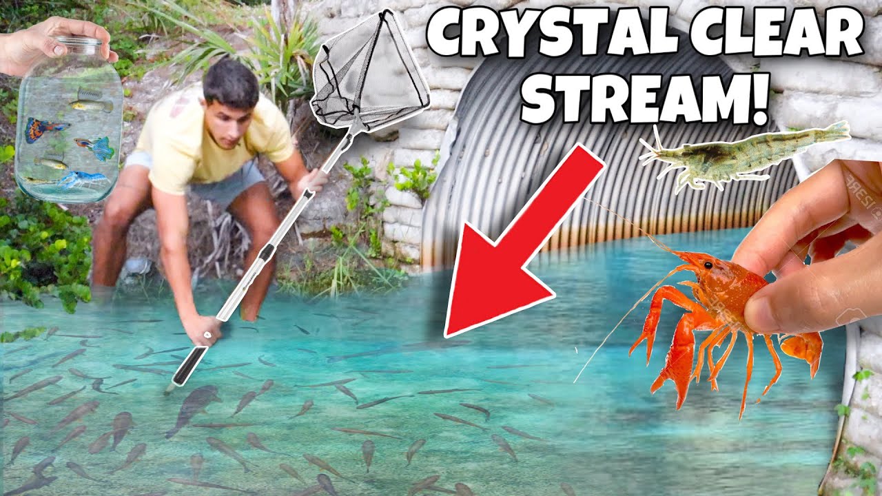 Netting FRESHWATER INVERTEBRATES Out Of CRYSTAL CLEAR STREAM!! - YouTube