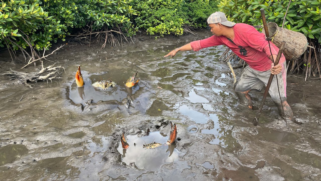 Catching HUGE Mud Crabs Bare-Handed in the Swamp at Low Tide! - YouTube