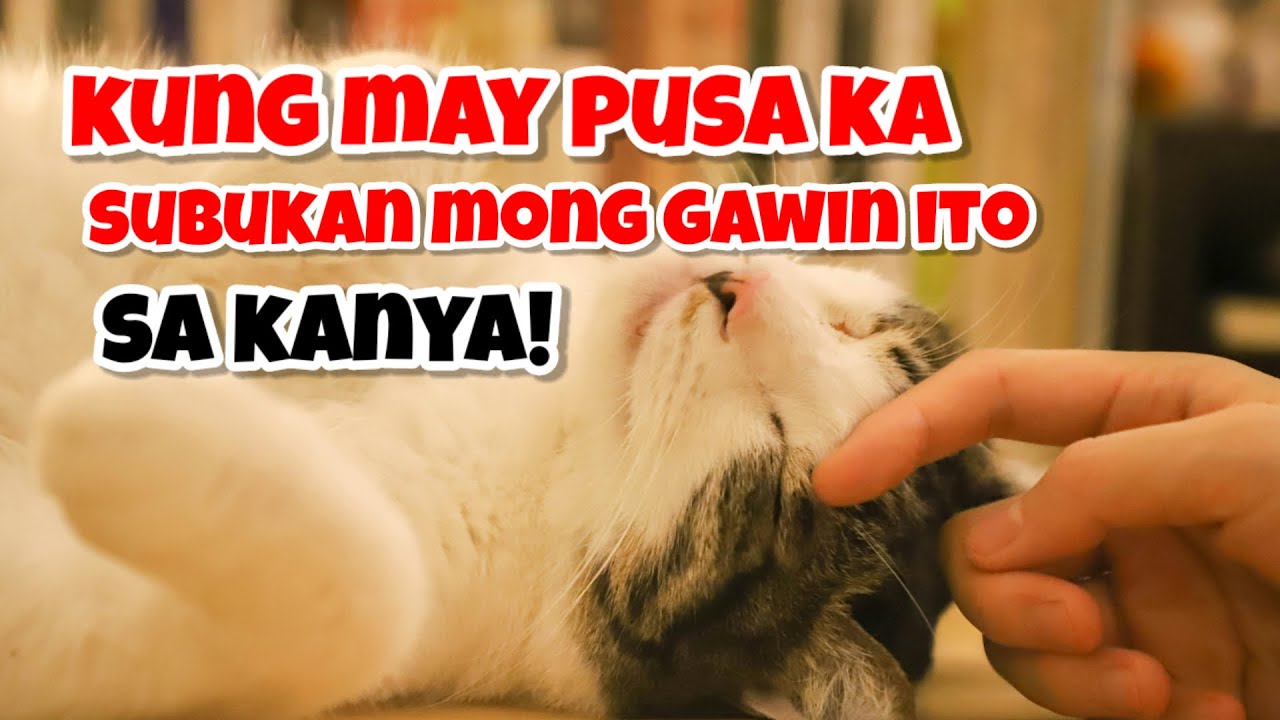 Kung may alaga kang pusa, gawin mo ito sa kanya! Mga Gusto Ng Pusa ...