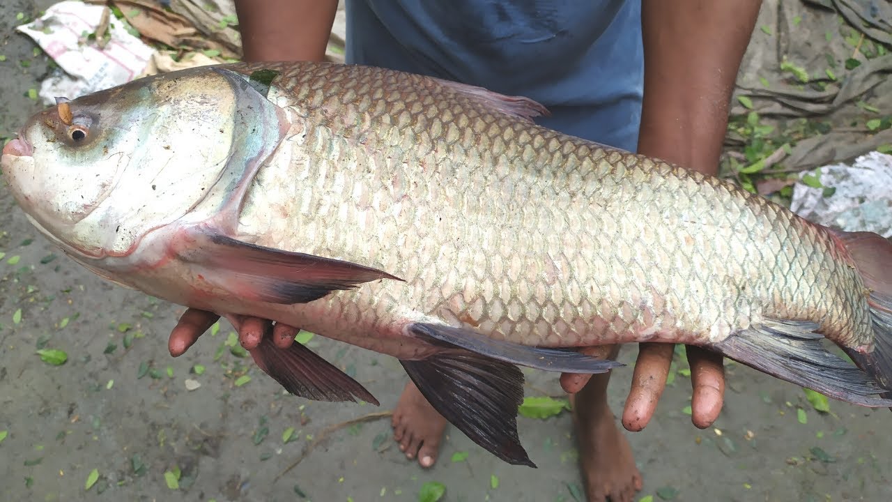 Amazing Live Catla Fish Cutting skills By Expert Fish Cutter - YouTube