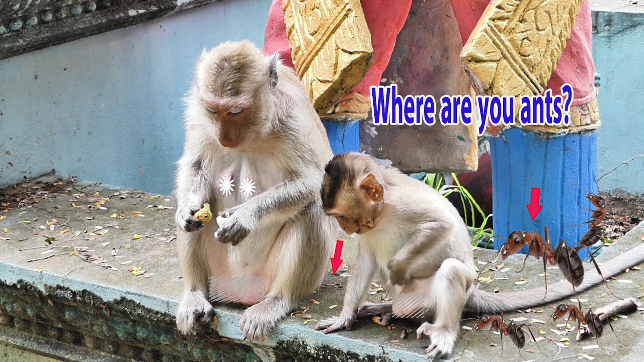 Baby monkey Santos is looking for ants that make her busy. - YouTube
