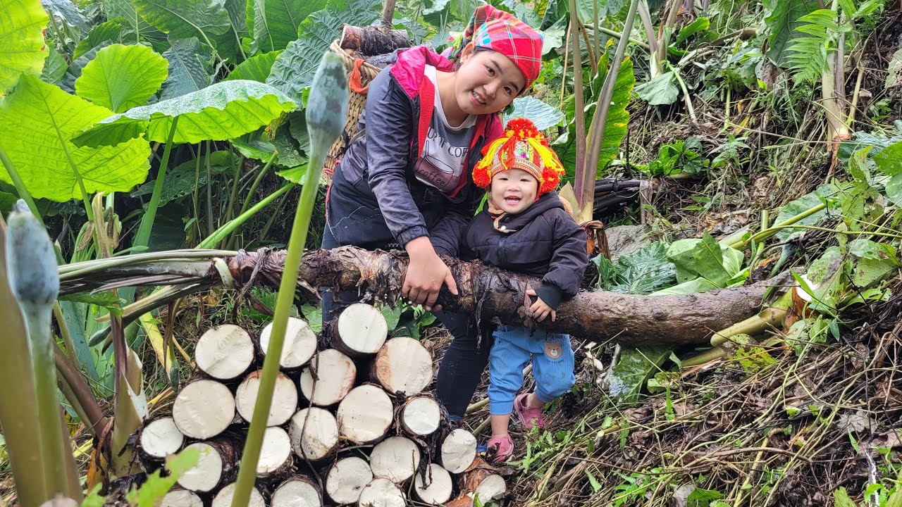 Harvest super large wild taro to sell, collect snails to cook delicious ...