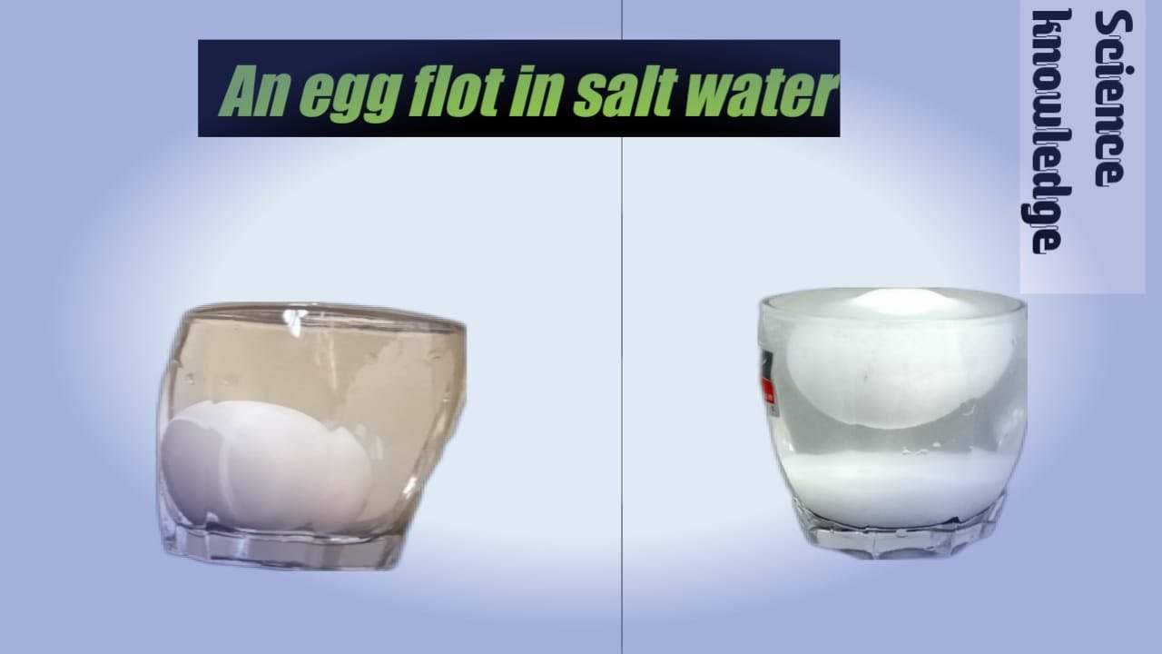 An egg float in salt water |Science experiment | Science knowledge ...