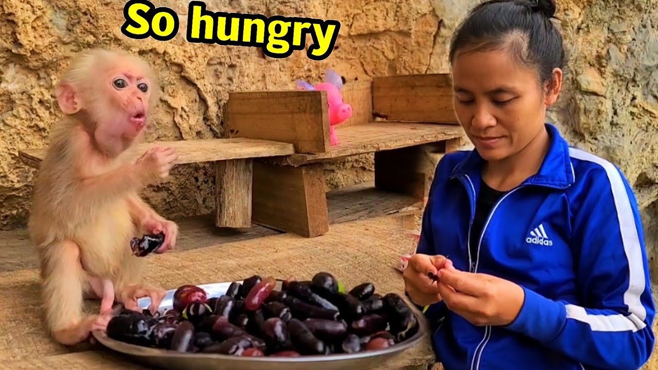 Poor little monkey was hungry and the single girl from the forest fed ...