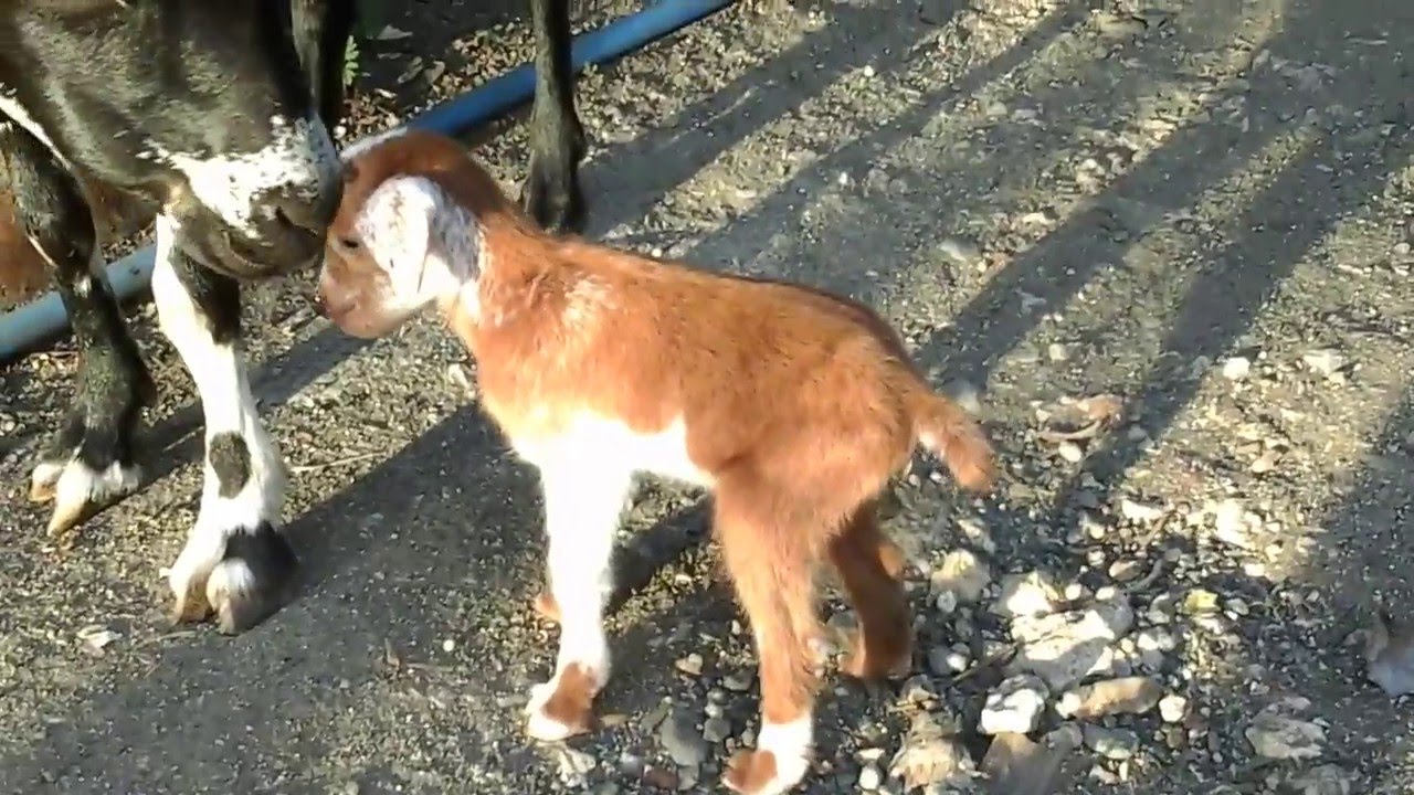 Baby goat in action - YouTube