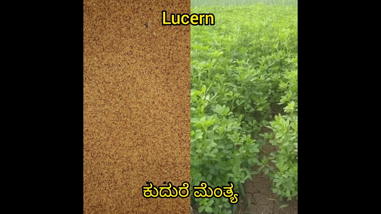 ಕುದುರೆ ಮೆಂತ್ಯ ಬಿತ್ತಲು ಮತ್ತೊಂದು ವಿಧಾನ / Another method of growing lucern ...