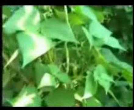 Nüsret Toruni   Beyzade   İL İL TÜRKİYE  www.ardost.com
