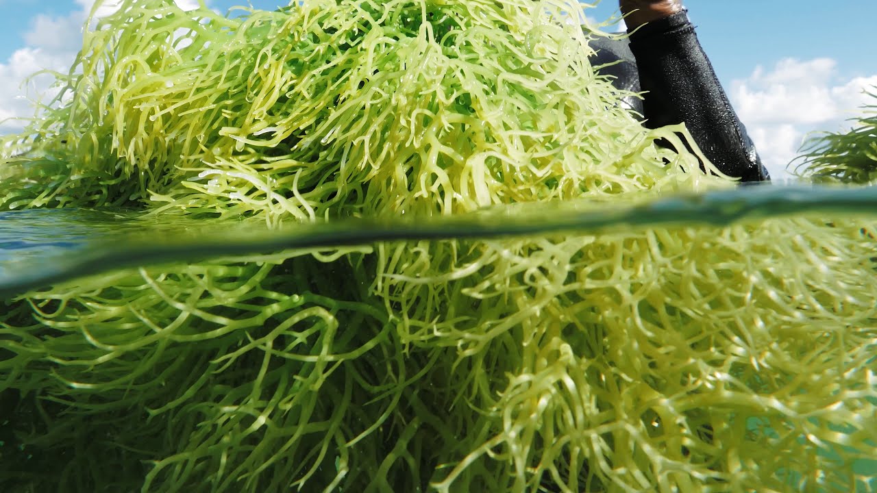 The Origin of our Sea Moss - YouTube