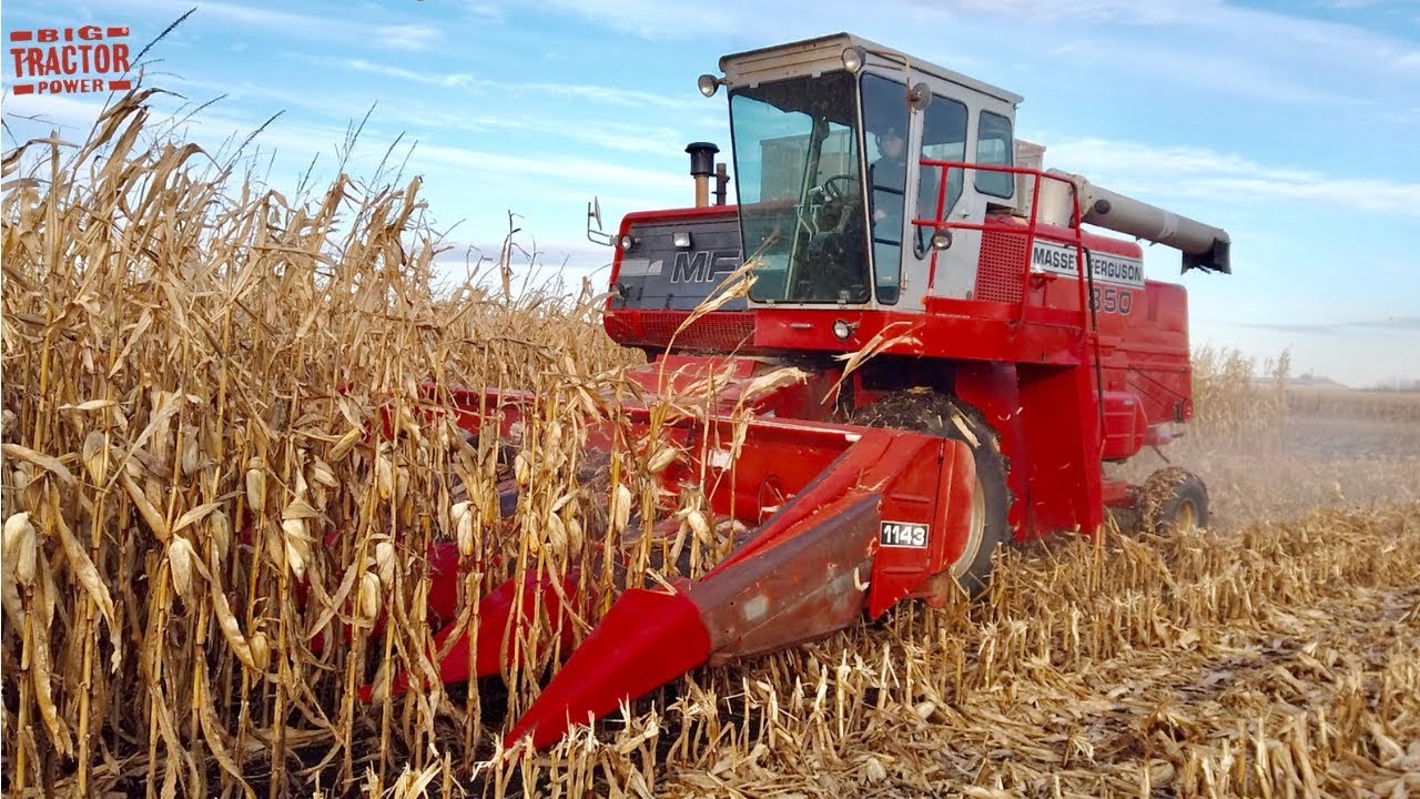 MASSEY FERGUSON 850 Combine Harvesting Corn YouTube massey-ferguson-850-combine-harvesting-corn-youtube