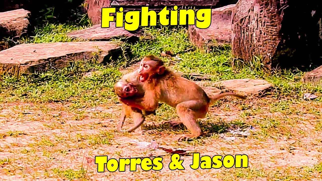 JASON MONKEY & TORRES MONKEY SHOWEDD THEIR FIGHTING. - YouTube