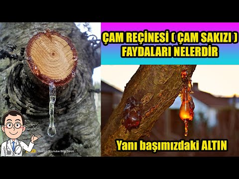 ÇAM SAKIZININ FAYDALARI / Çam Reçinesi Zararları ve Yan Etkileri / Çam Reçinesi Nasıl Kullanılır