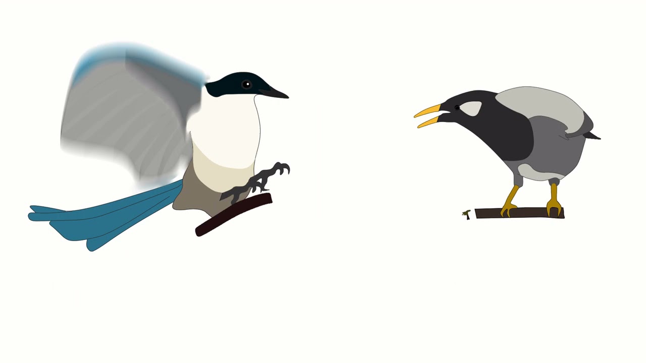 Animation Exercise 2 - Magpie and Starling - YouTube