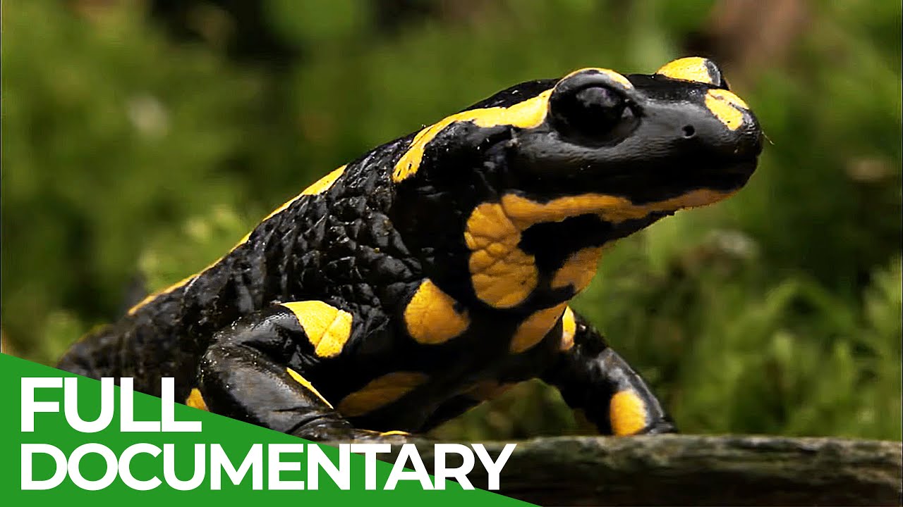 Fire Salamander - Spectacular Footage of the Elusive Nocturnal Wanderer ...