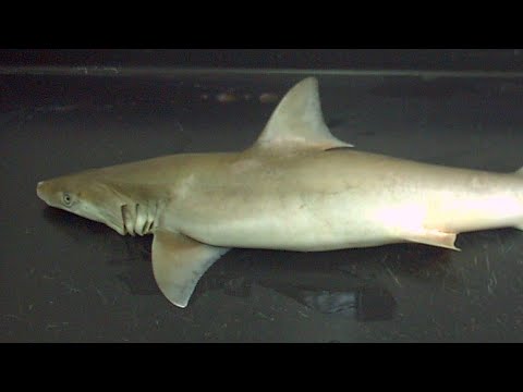 крючкозубая большеглазая акула (chaenogaleus macrostoma) - YouTube