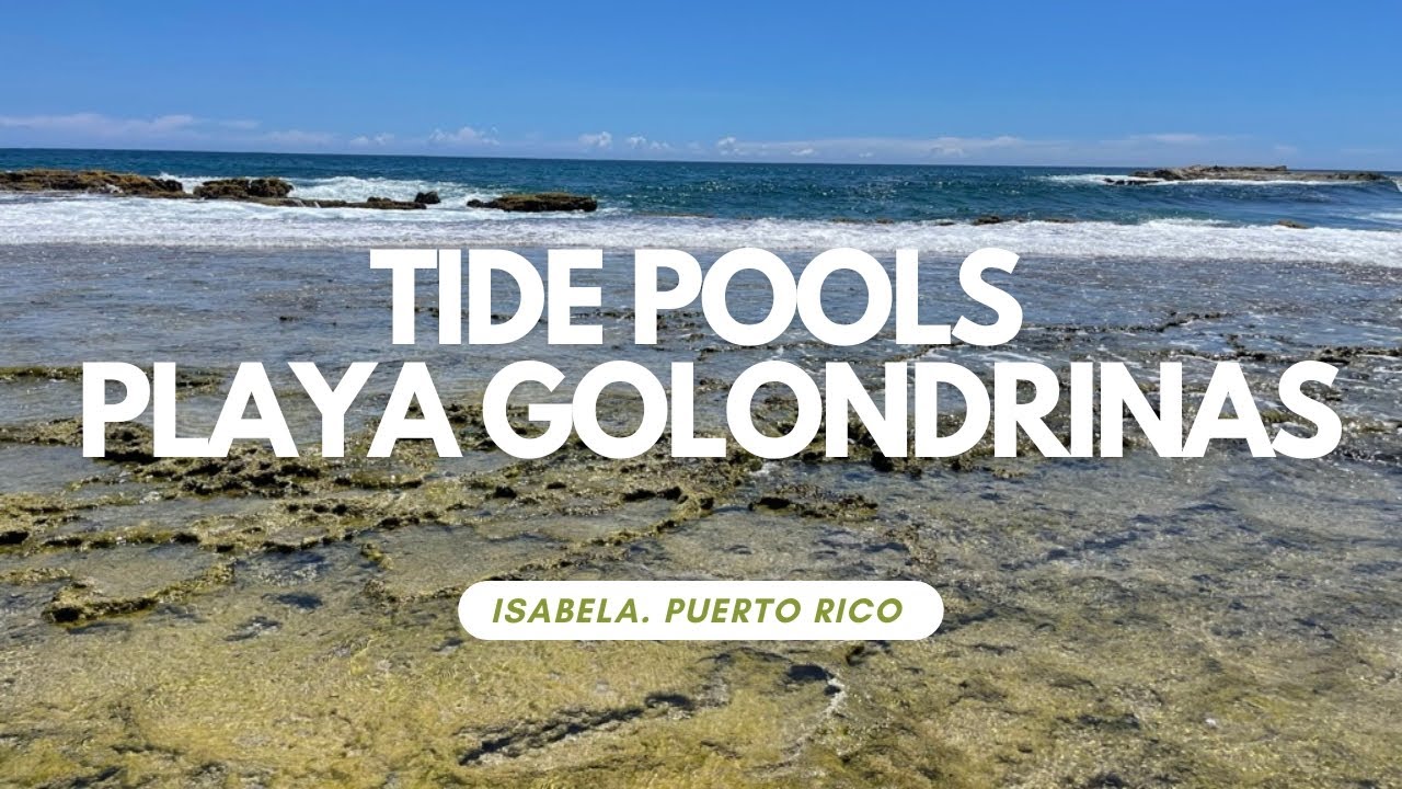 Exploring Tide Pools in Puerto Rico - YouTube