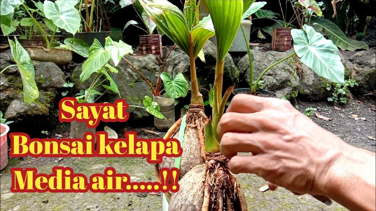 Sayat bonsai Kelapa media Air - YouTube