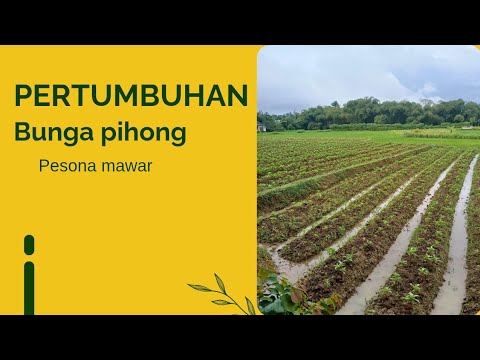 melihat pertumbuhan bunga pihong - YouTube