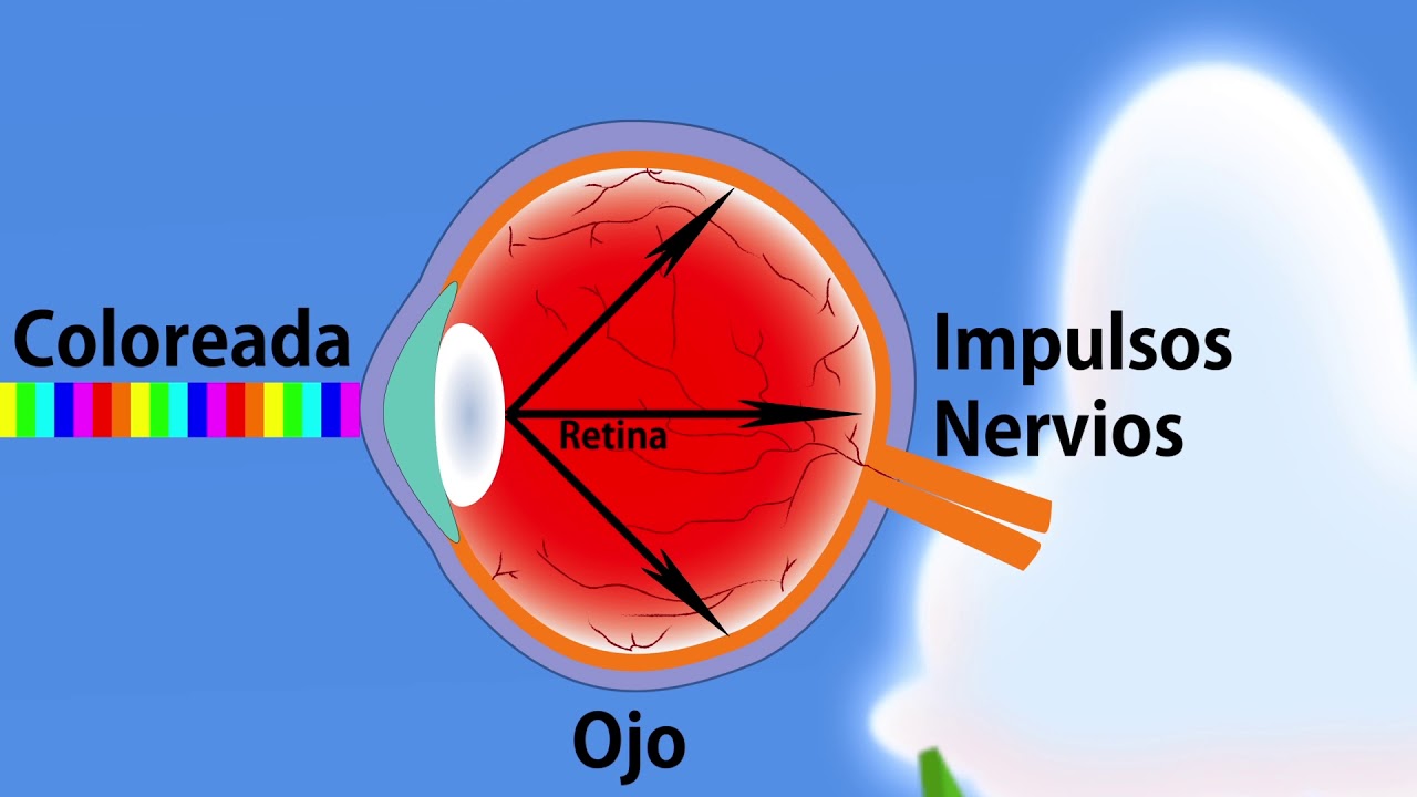 Percepción del color a través del ojo - YouTube