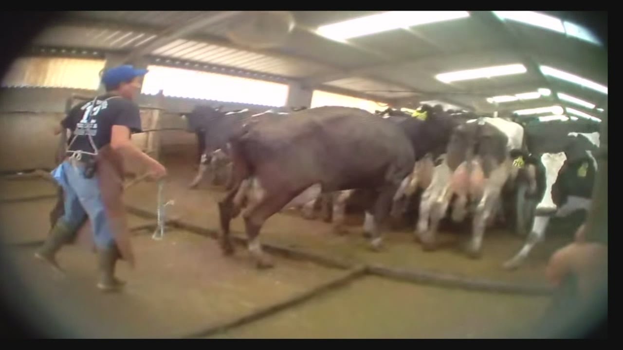 Video shows cattle abuse, sparks investigation - YouTube