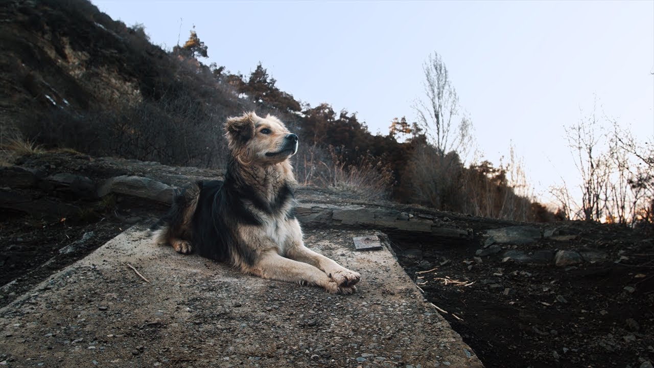 Over 40 thousands stray dogs in Tbilisi. And they are beautiful! - YouTube