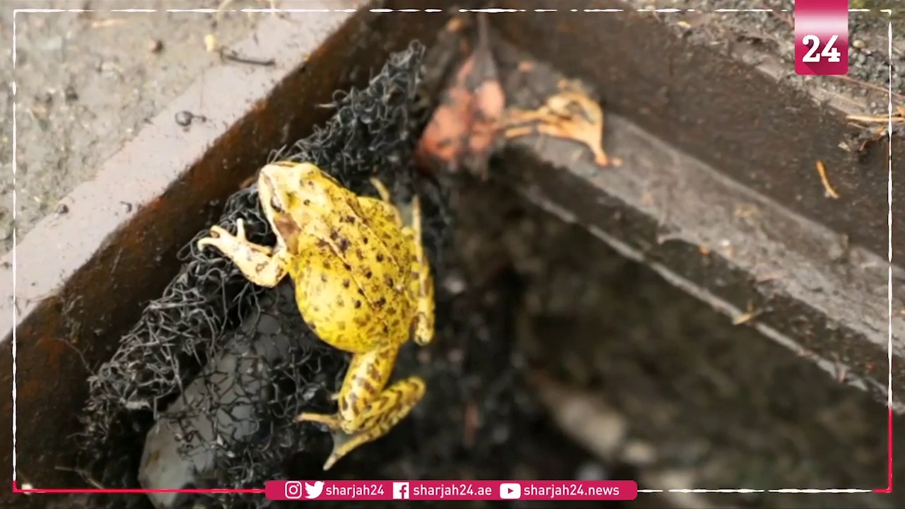 'Frog ladders' help critters escape death-trap drains - YouTube