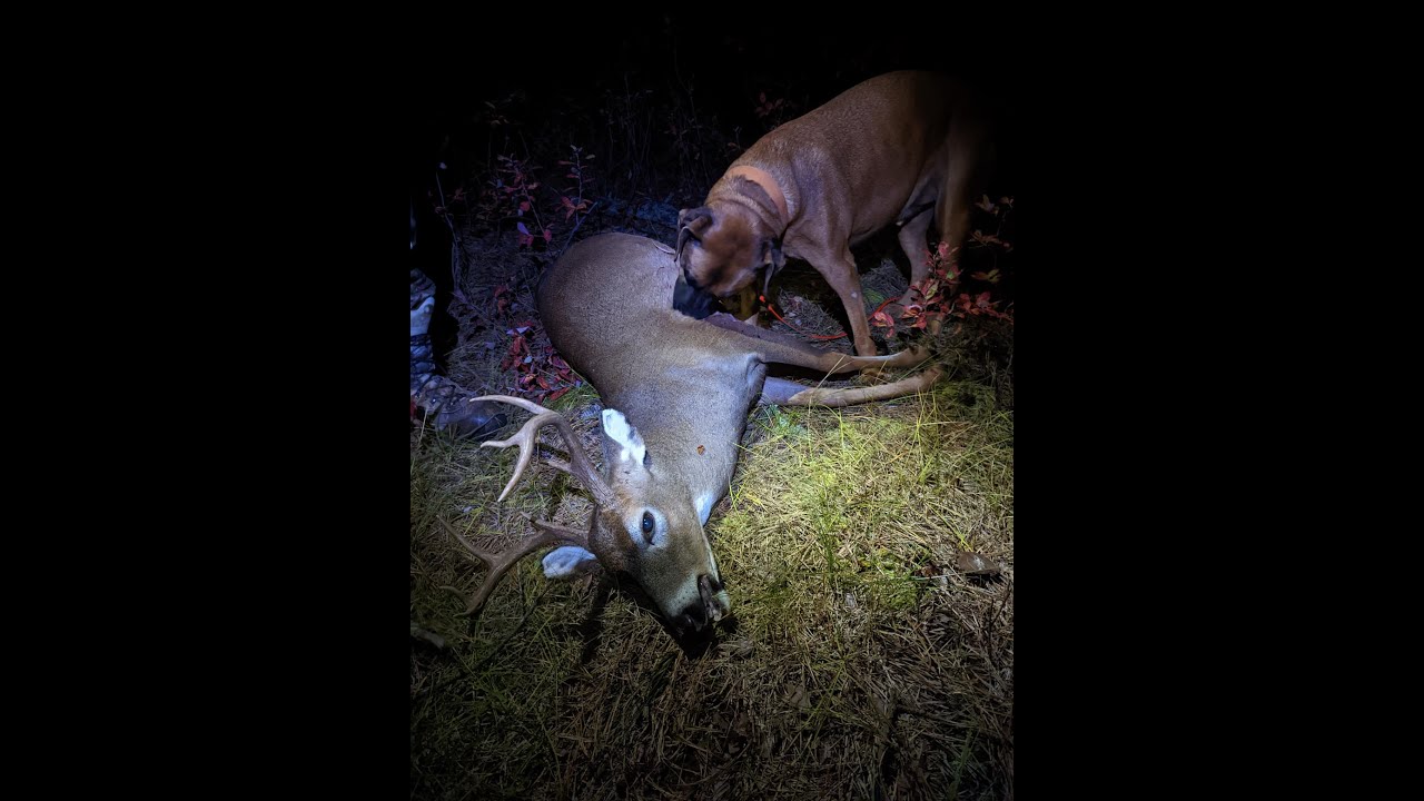 Zane Tracks, Tracking Day and Night - YouTube