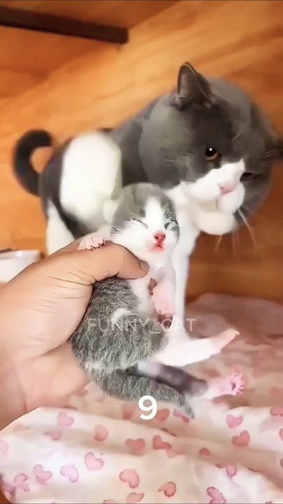 Funny cats #cat #funnyvideo - YouTube