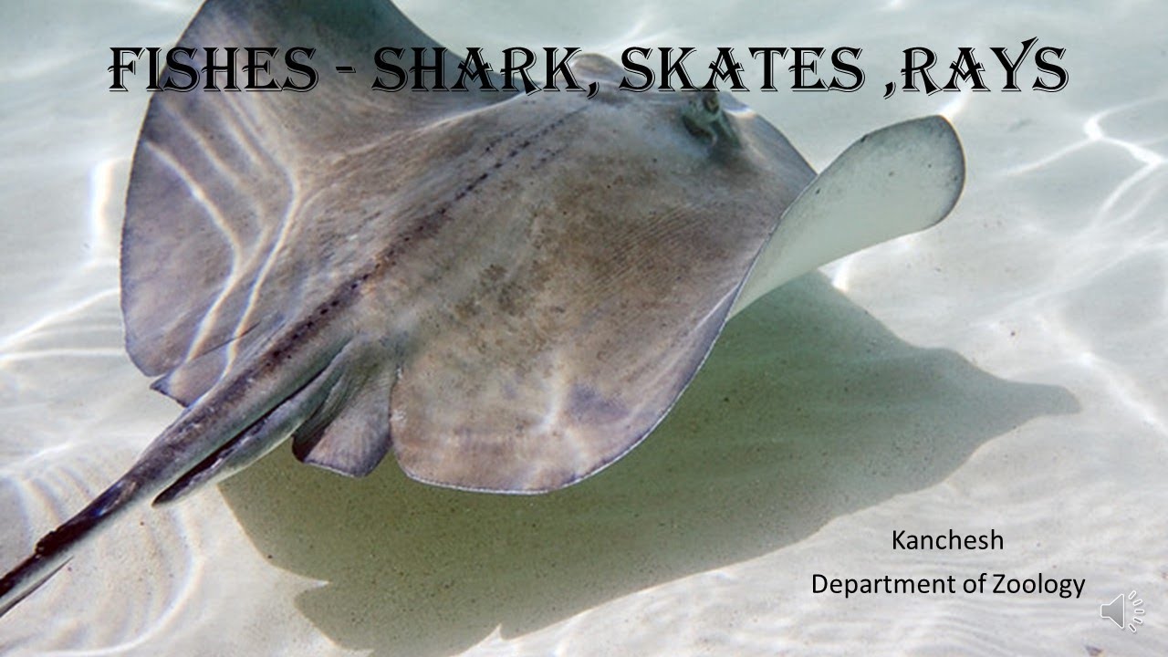 46.How to differentiate between shark, skates, rays and chimaera - YouTube