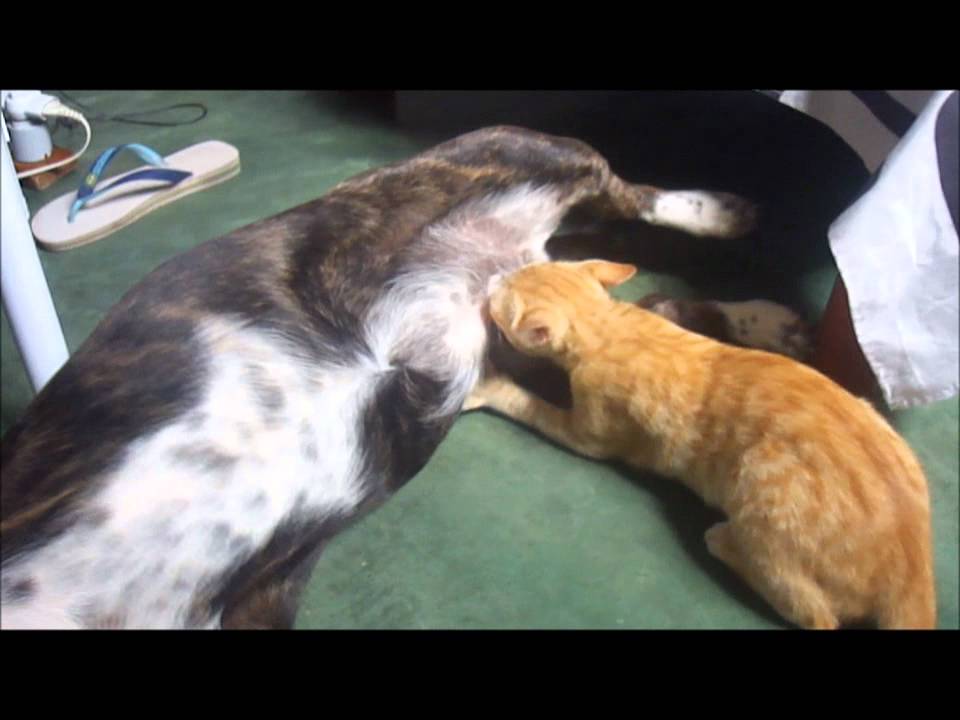 Cadela Crystal dando de mamar ao gatinho Frank.wmv - YouTube