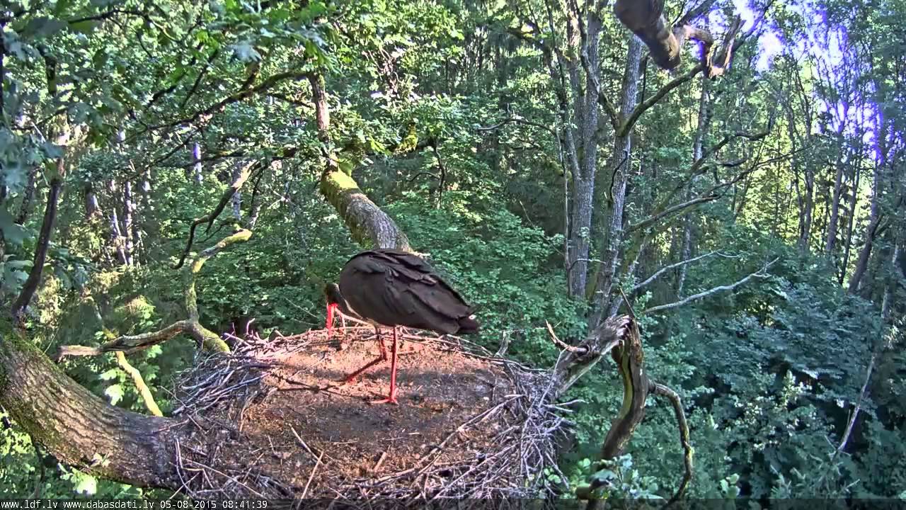melnais starkis 2015 08 05 08 37 26BS AdultArrivesToNest - YouTube