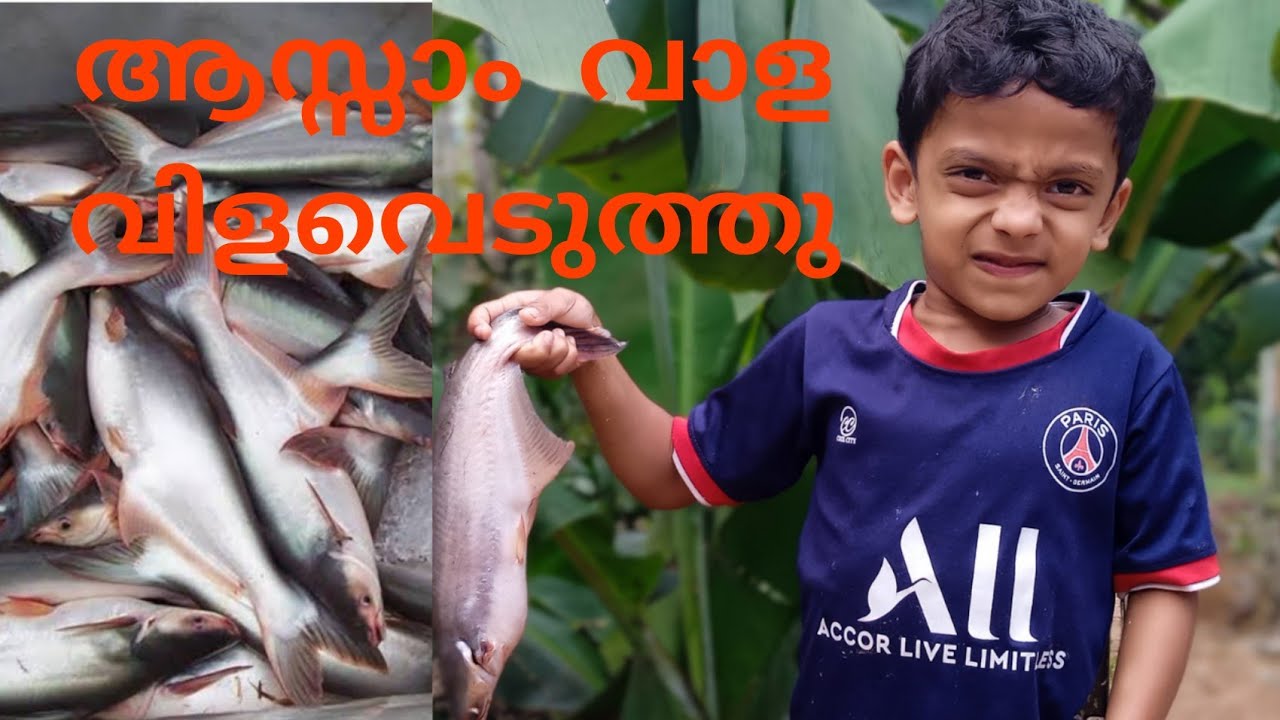 Assam vala farming wayanad|kerala fishing farming |malasiyan val|🐬🐬🐬 ...