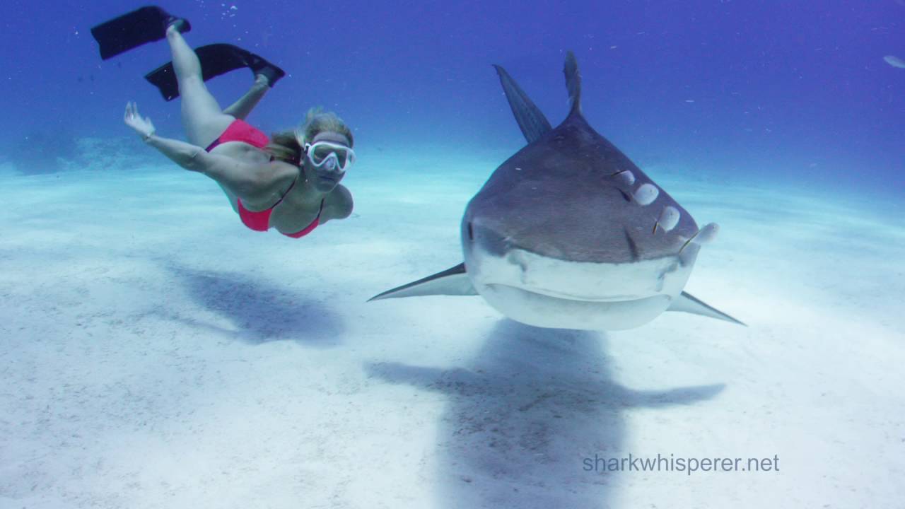 Girl makes friends with Tiger Shark! - YouTube