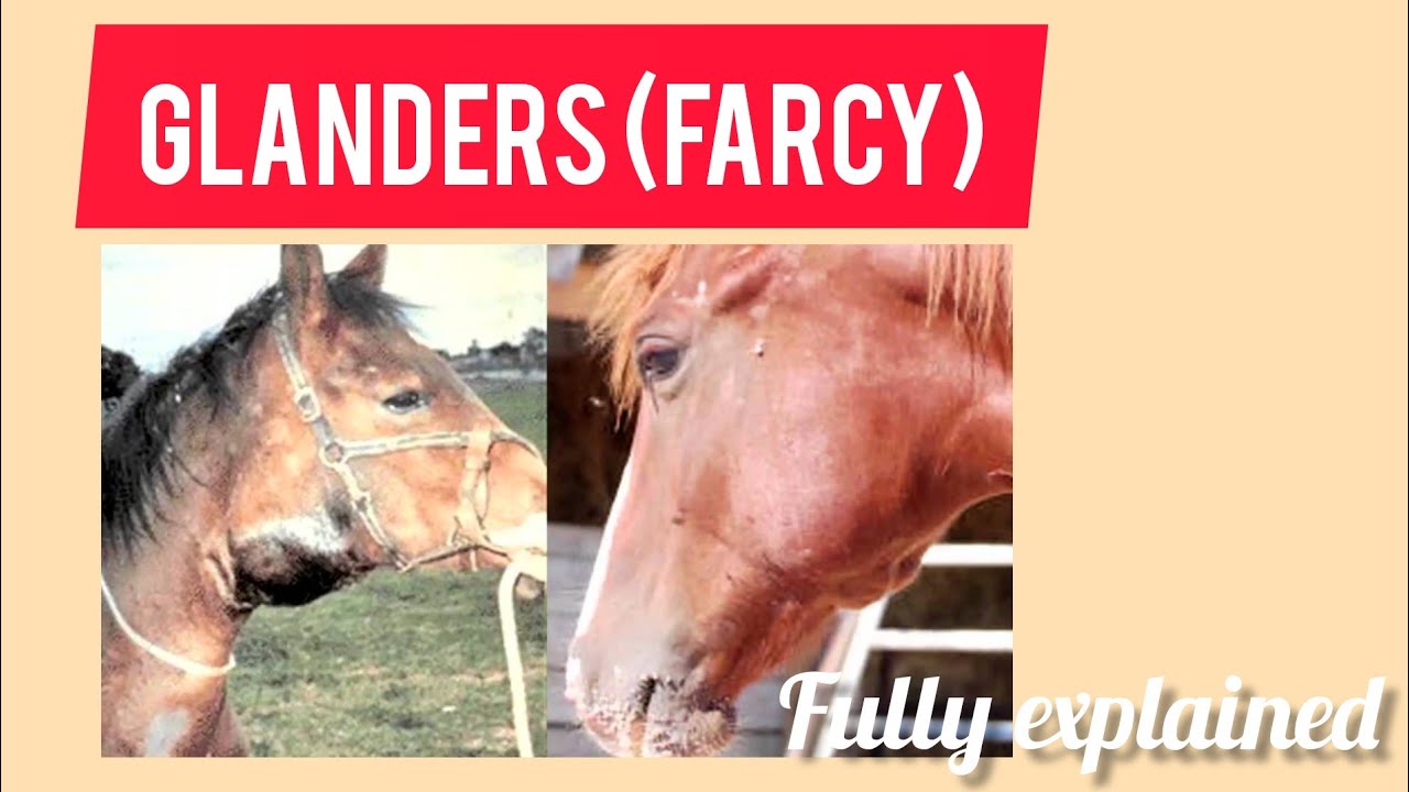 Glanders/host/pathogenesis/clinical signs/diagnosis#vet, #veterinary ...
