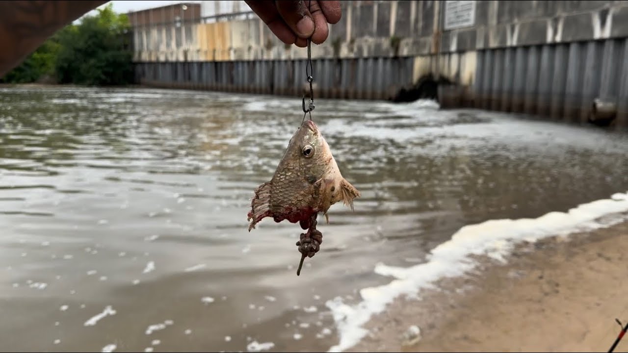 " Buffalo Bayou " Fishing to catch anything that bites - YouTube