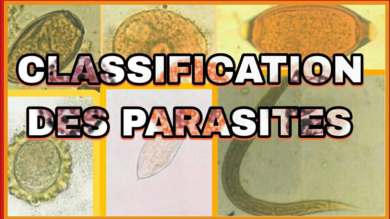 clasification des parasites - YouTube