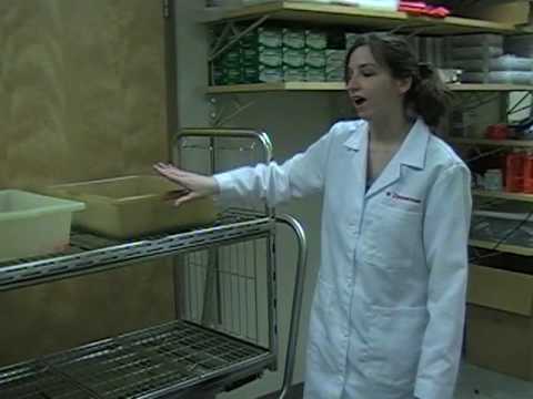 Loading the autoclave - YouTube