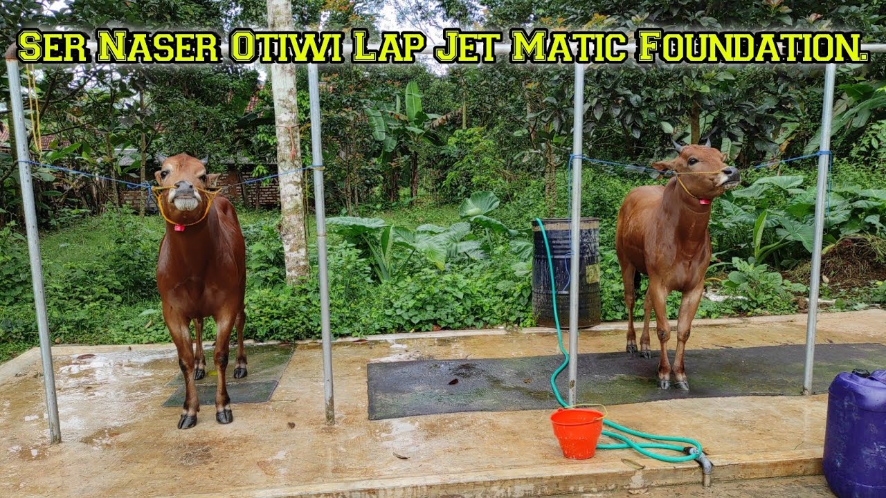 Karapan Sapi Tim Ser Naser Otiwi Lap Jet Matic Foundation. - YouTube