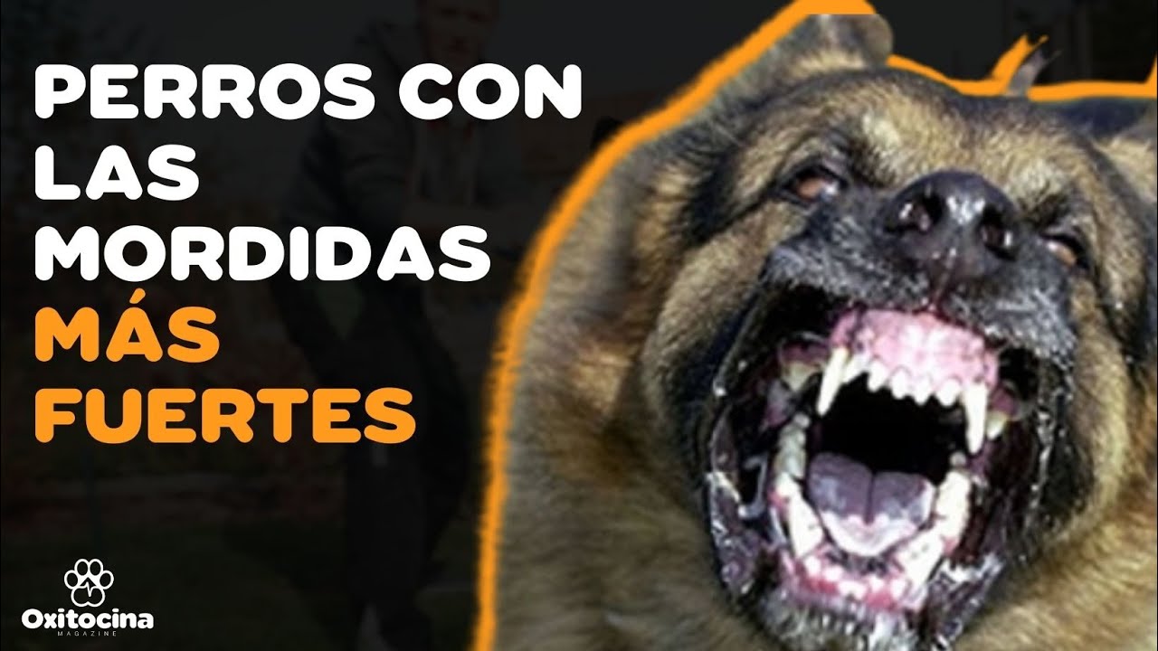 🐶😲 TOP 10 PERROS CON LA MORDIDA MÁS FUERTE - YouTube