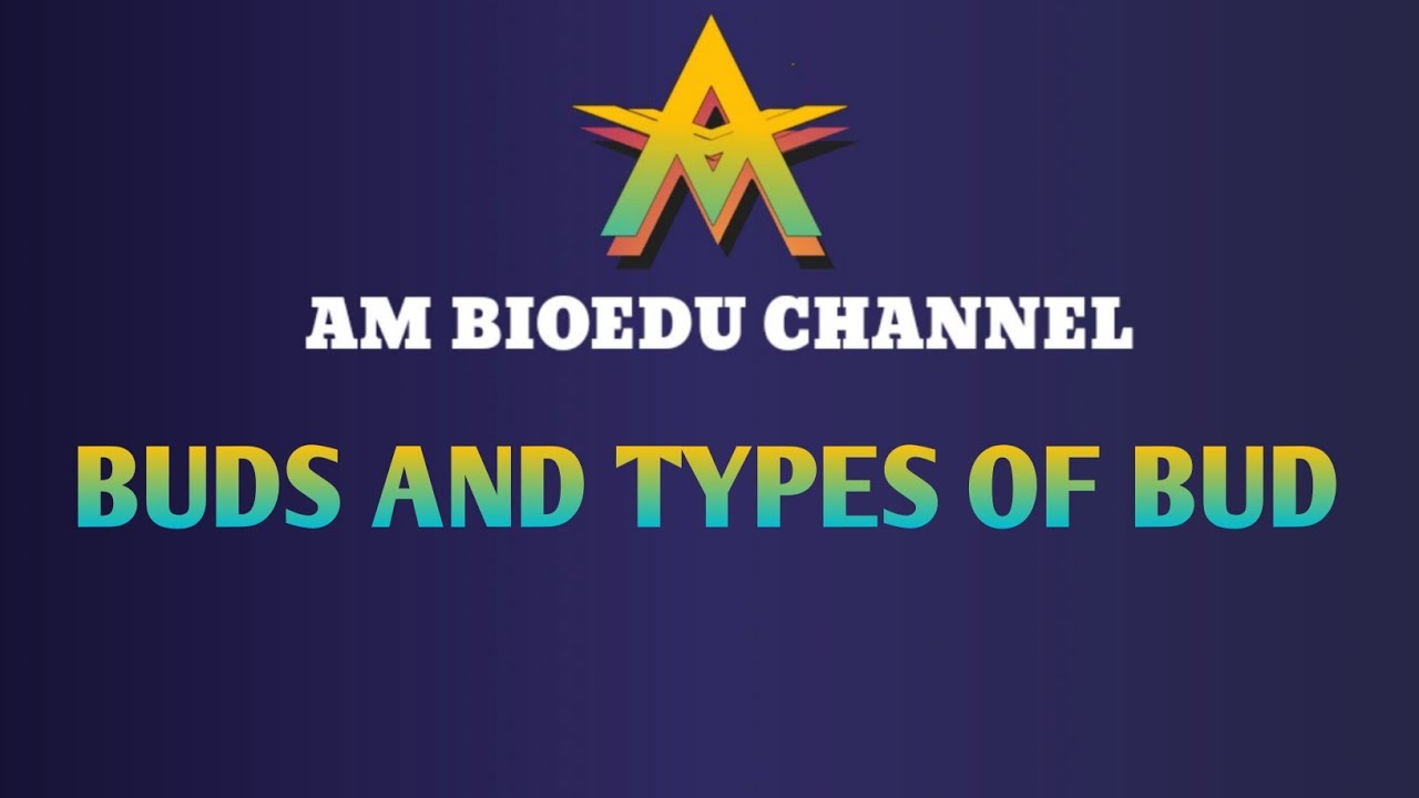 BUDS AND TYPES OF BUD - YouTube