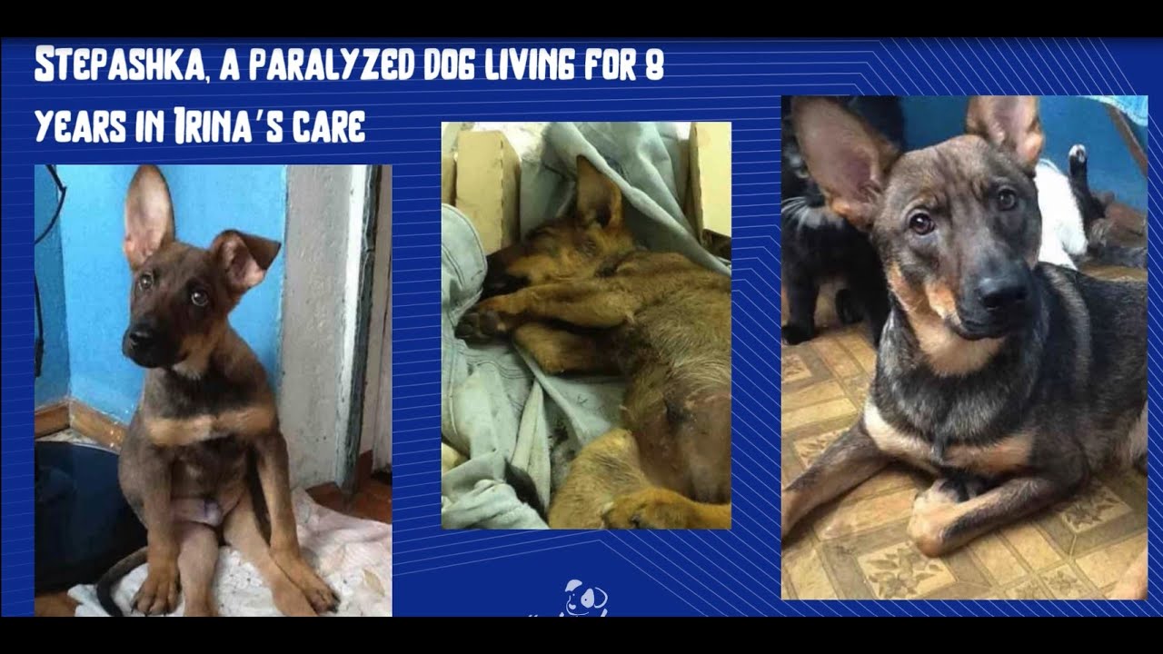 Stepashka, a paralyzed dog living for 8 years in Irina’s care - YouTube