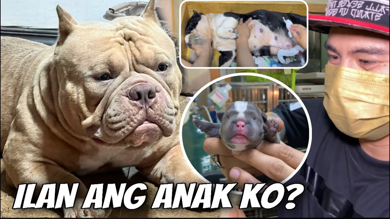 BOSXZ PUPPIES OUT! SAILORMOON GAVE BIRTH • ILAN LAHAT?! Sam Walastik ...